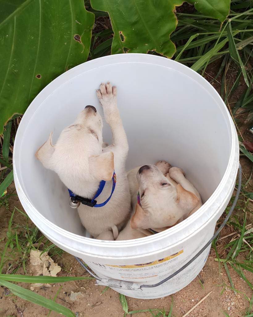 Puppies in a Bucket - Hope for Strays Foundation